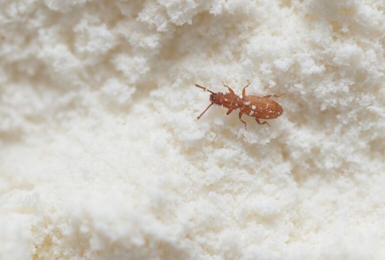 How to Tell If Flour Has Gone Bad (And How to Make It Last Longer ...